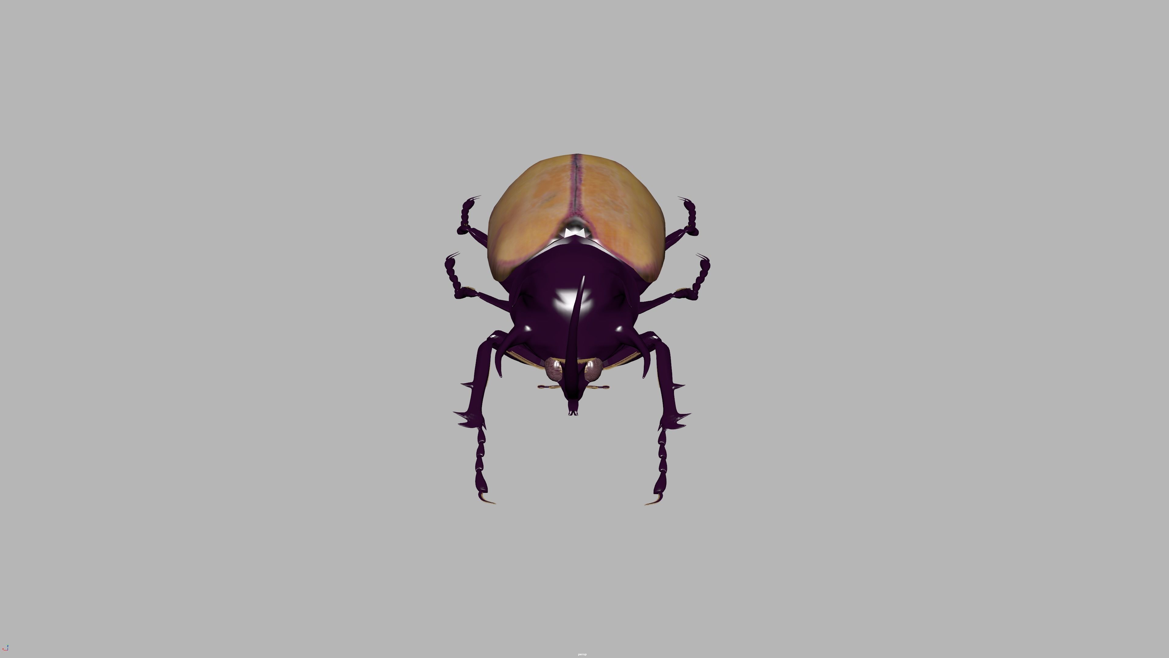 beetle 3D model | CGTrader