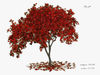 Tree Maple silver 01 3D model | CGTrader