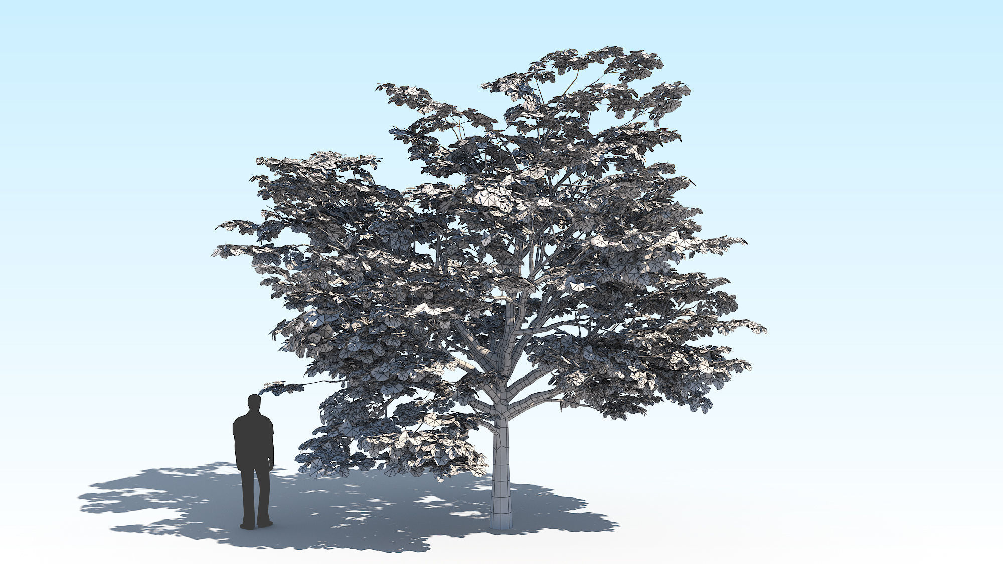 Maple Acer Tree 02 ArchViz 3D model | CGTrader