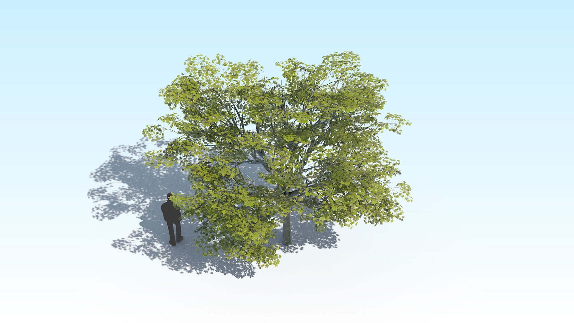 Maple Acer Tree 02 ArchViz 3D model | CGTrader