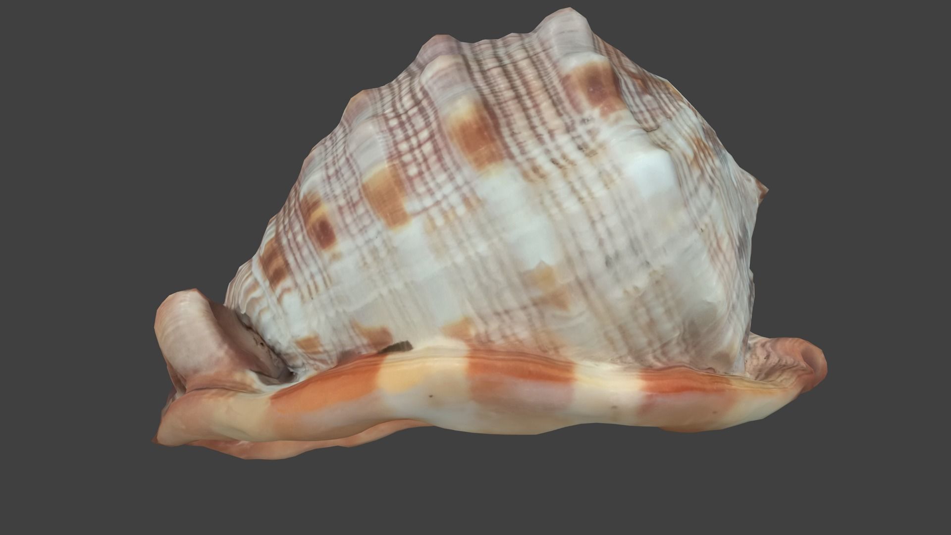 Bullmouth Seashell Photogrammetry 3D model | CGTrader