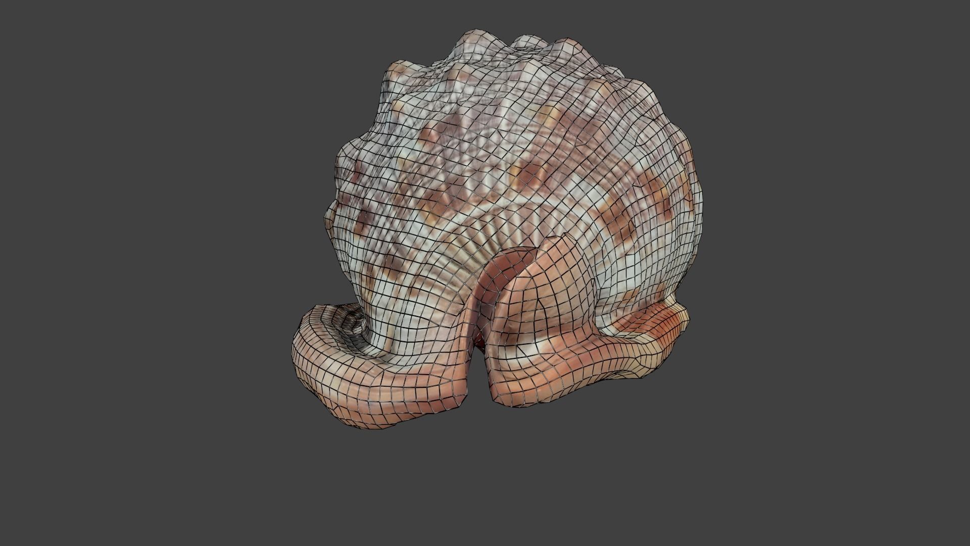 Bullmouth Seashell Photogrammetry 3D model | CGTrader