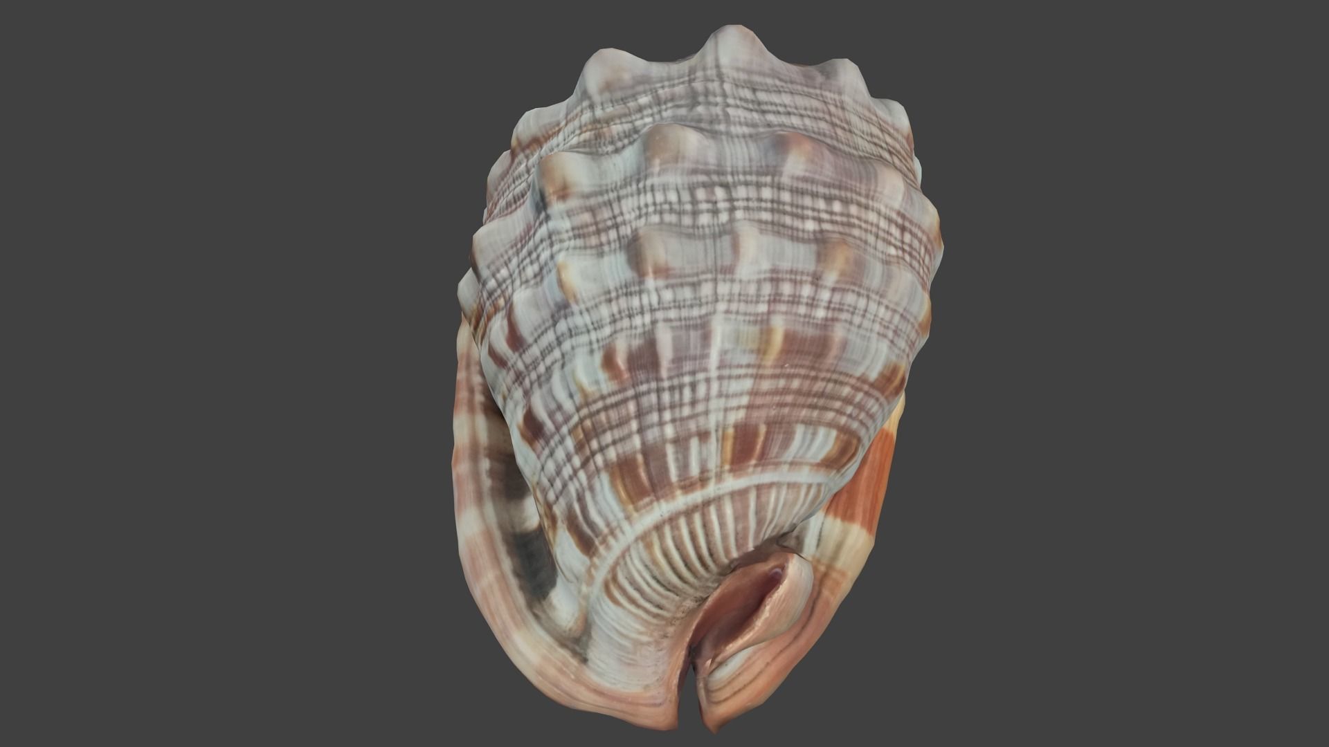 Bullmouth Seashell Photogrammetry 3D model | CGTrader