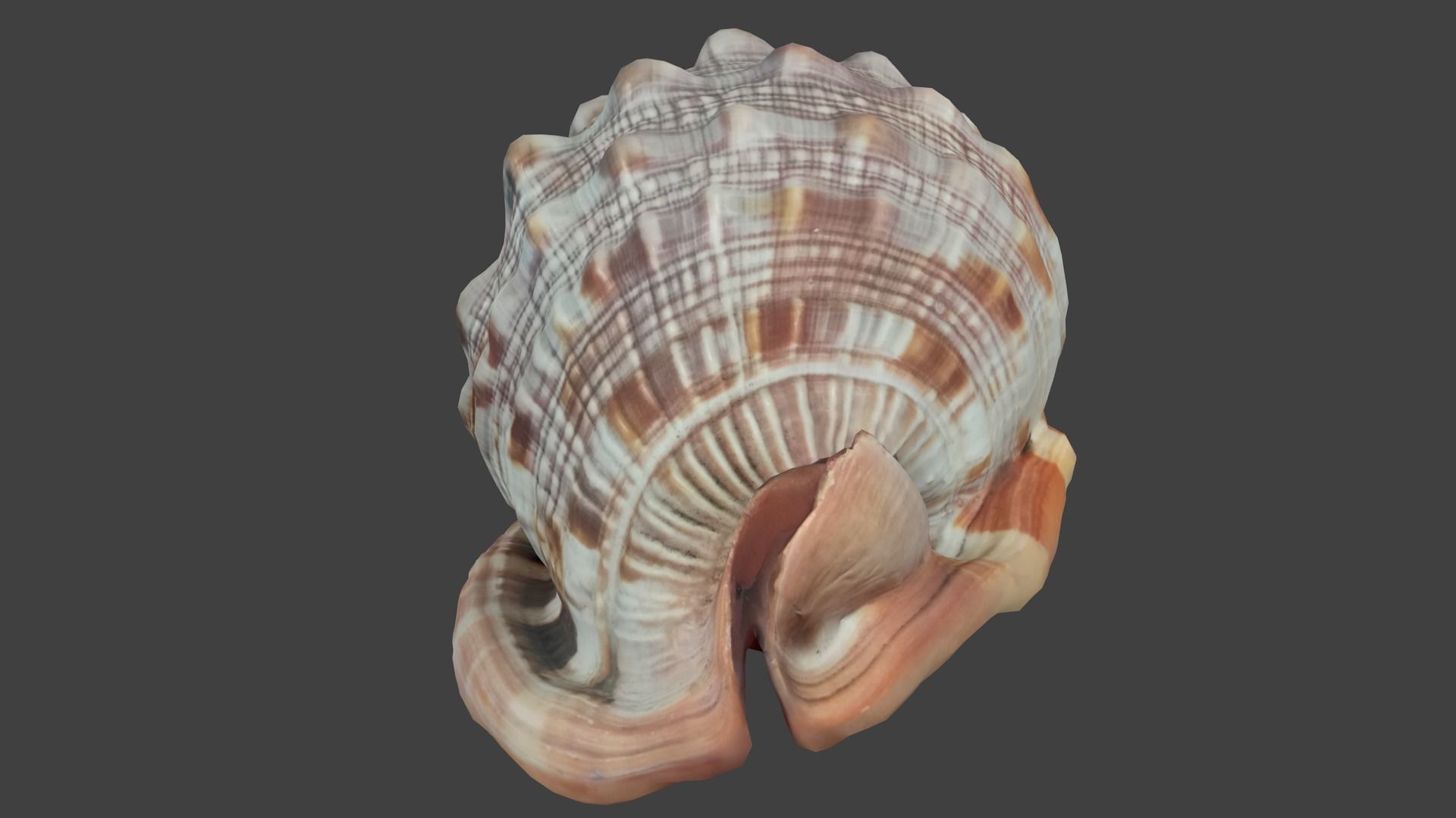Bullmouth Seashell Photogrammetry 3D model | CGTrader
