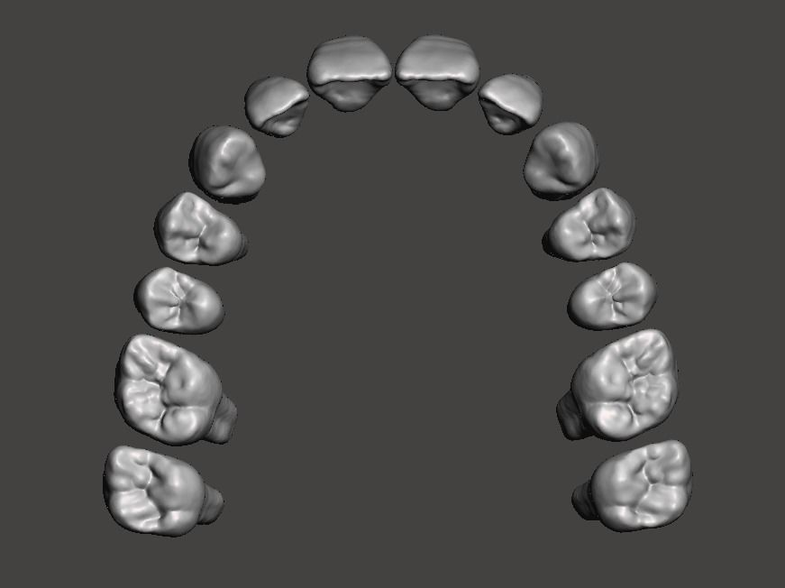 Maxillary human teeth full arch 3D model 3D printable | CGTrader