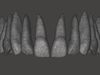 Maxillary human teeth full arch 3D model 3D printable | CGTrader