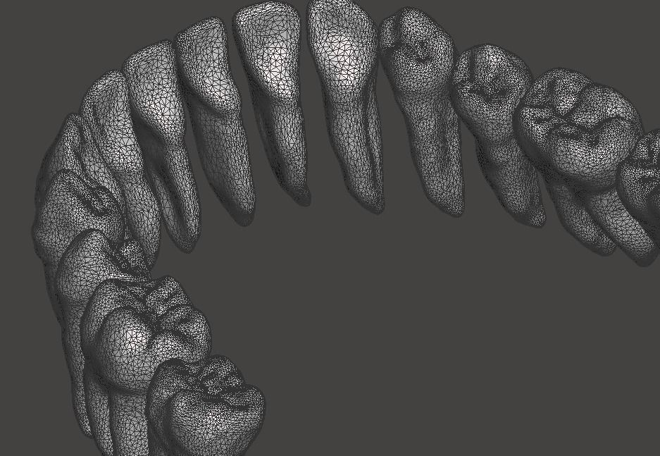 Mandibular real human teeth full arch 3D model 3D printable | CGTrader