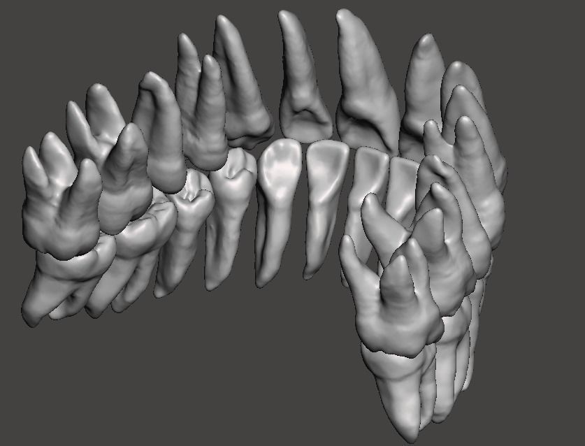 Real human teeth anatomy maxillary and mandibular 3D model 3D printable ...
