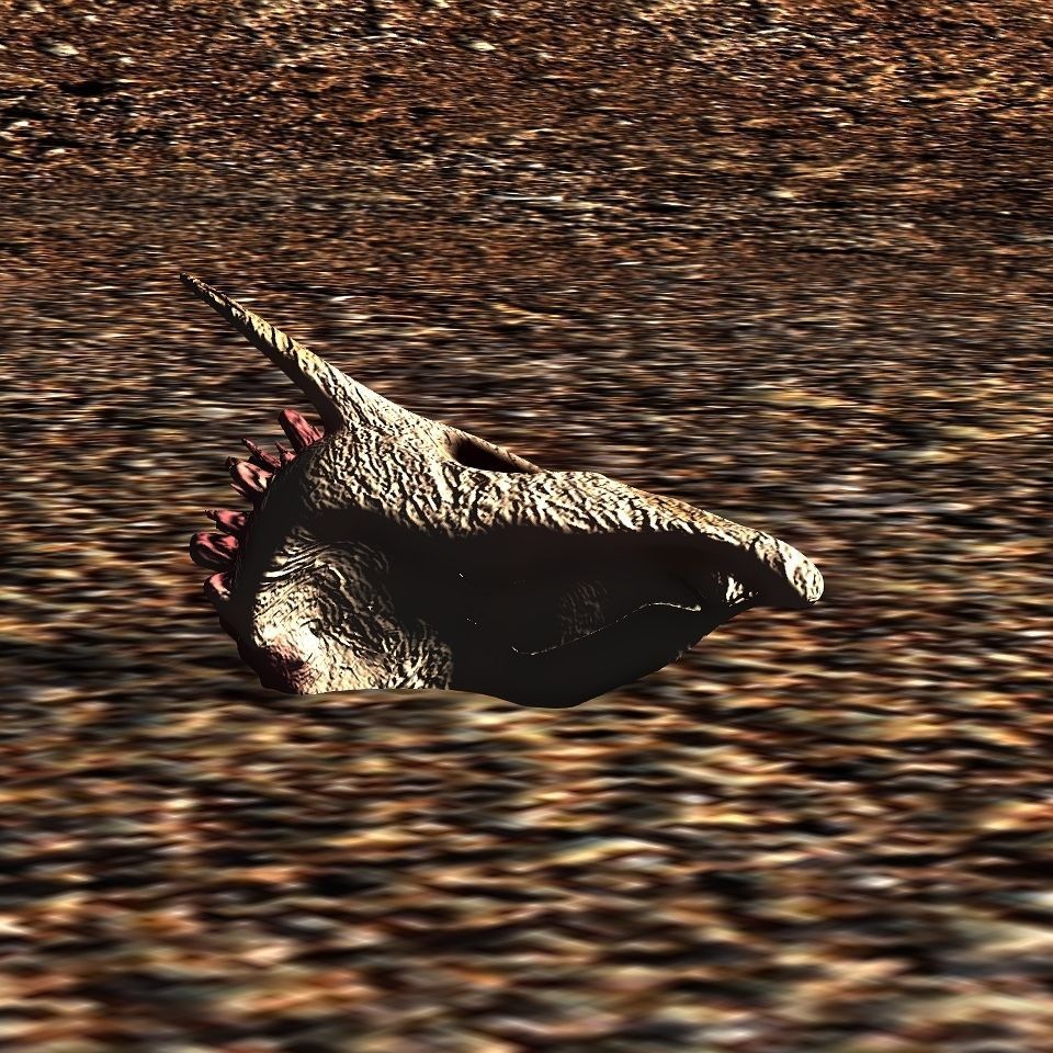 3D model Beak Ox Skull VR / AR / low-poly | CGTrader