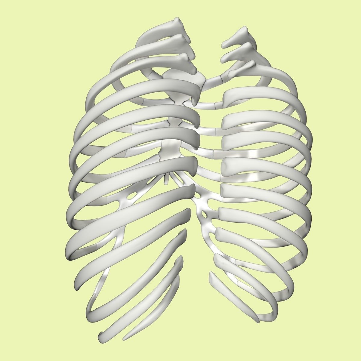 3D Rib cage model without texture 3D model | CGTrader