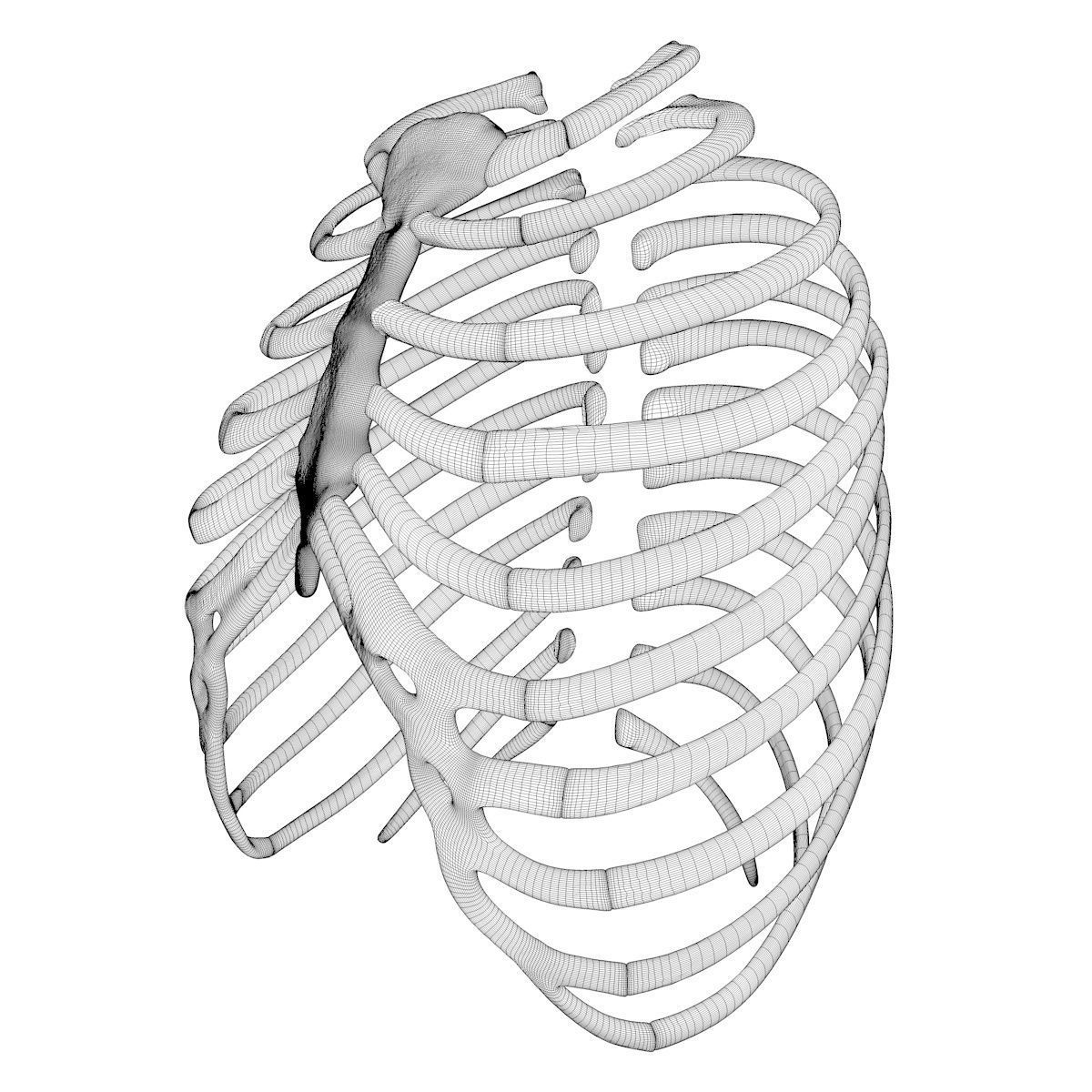 3D Rib cage model without texture 3D model | CGTrader
