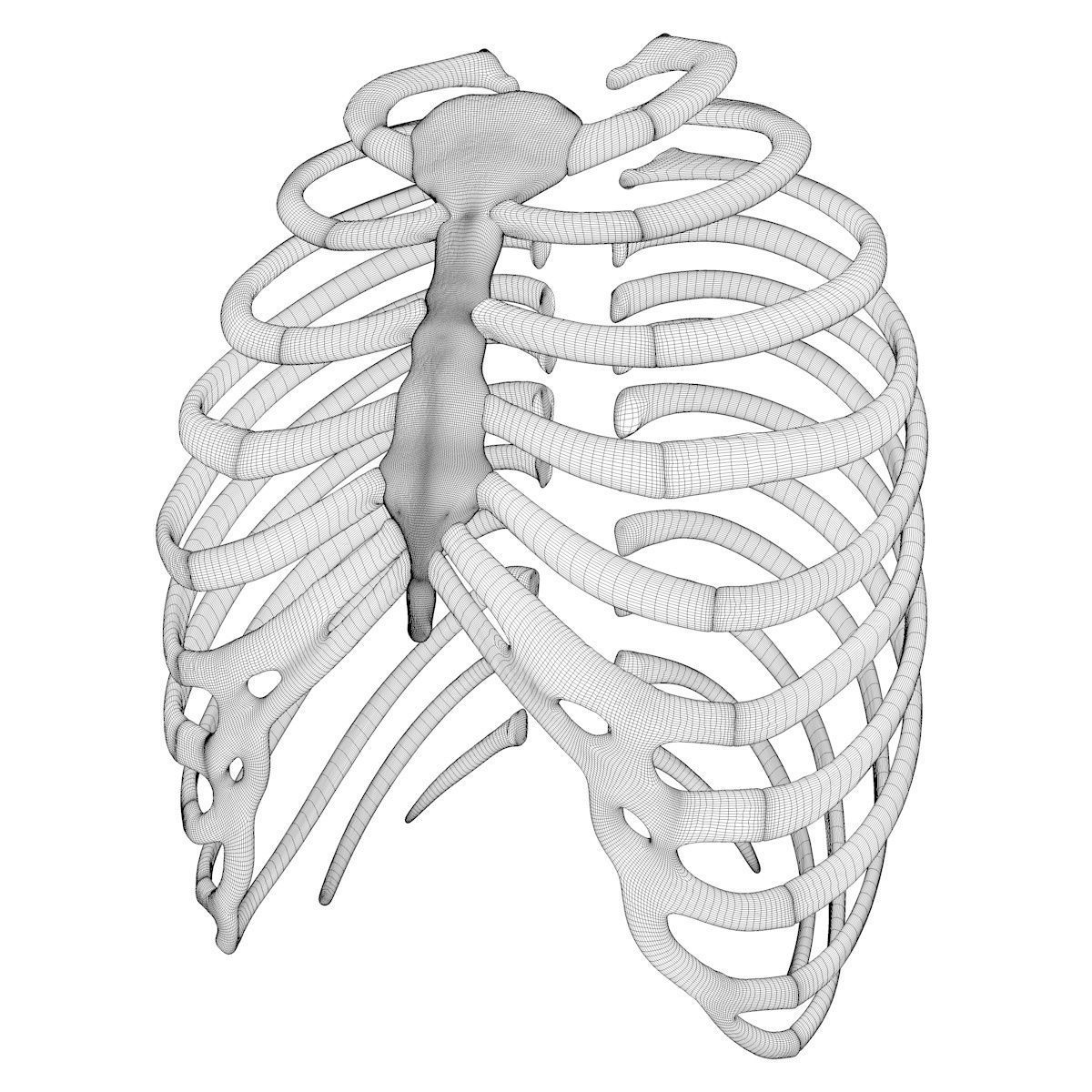 3D Rib cage model without texture 3D model | CGTrader