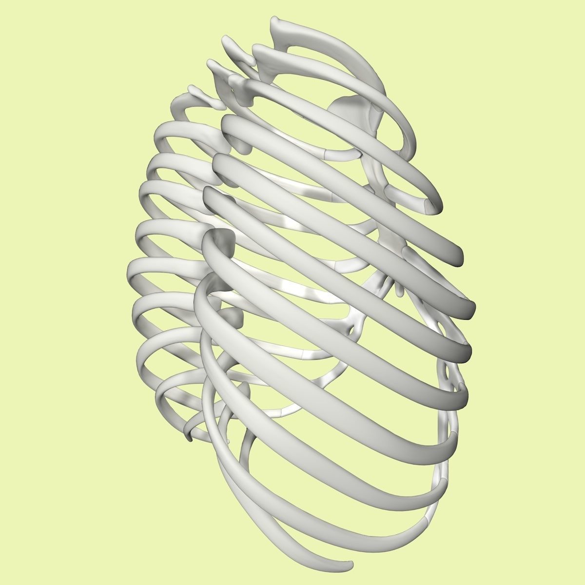 3D Rib cage model without texture 3D model | CGTrader