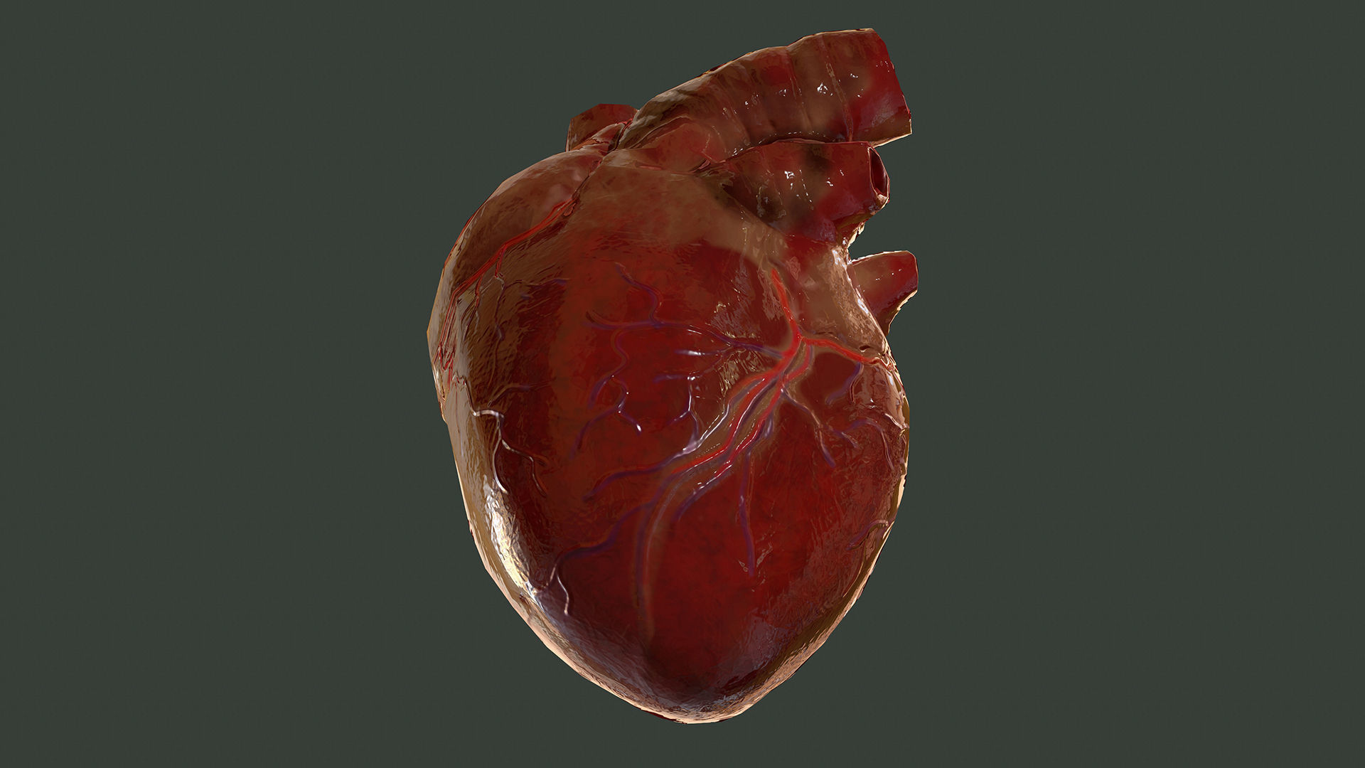 Human Heart Animations 3D model | CGTrader