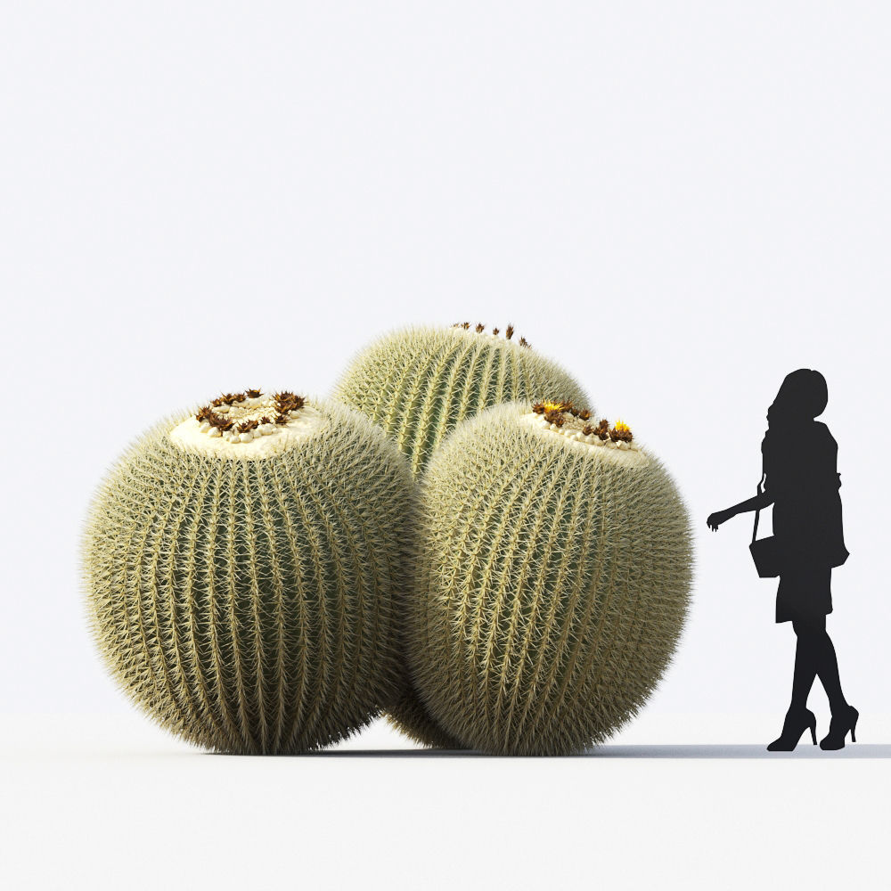 Tropical desert plant collection 3D model | CGTrader