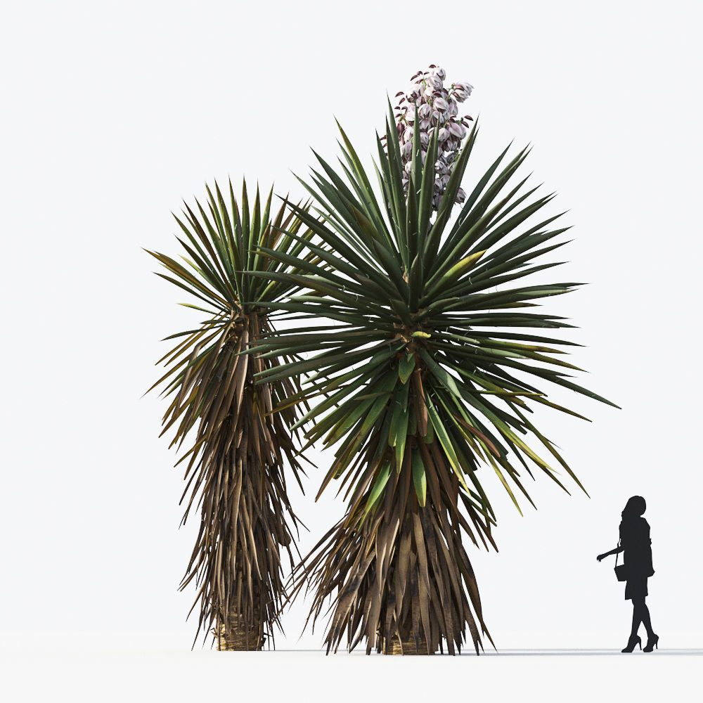 Tropical desert plant collection 3D model | CGTrader