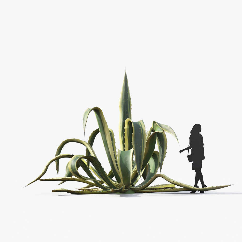 Tropical desert plant collection 3D model | CGTrader