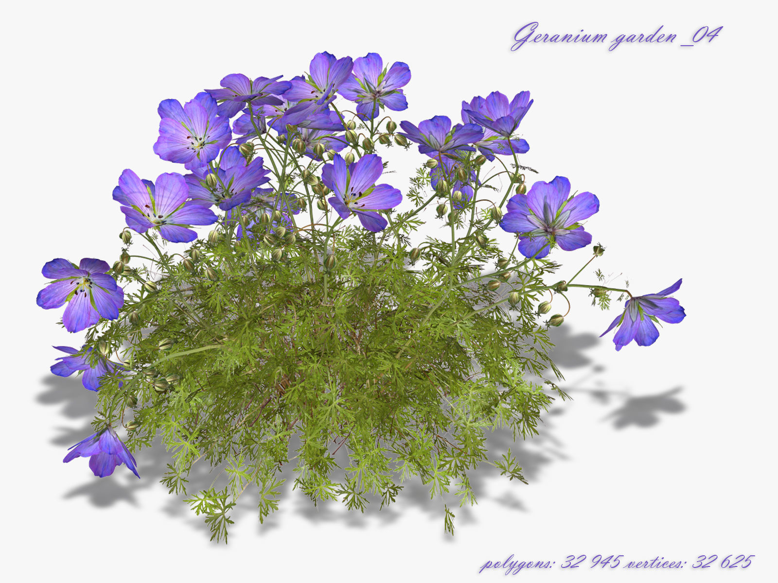 Flower Geranium garden 3D model | CGTrader