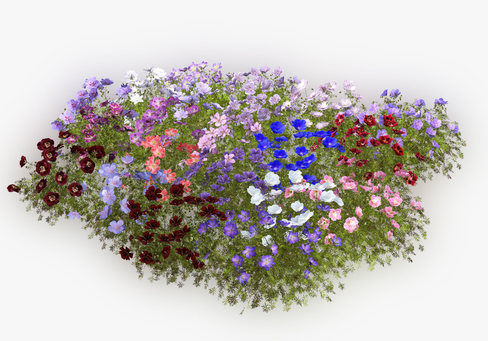 Flower Geranium garden 3D model | CGTrader