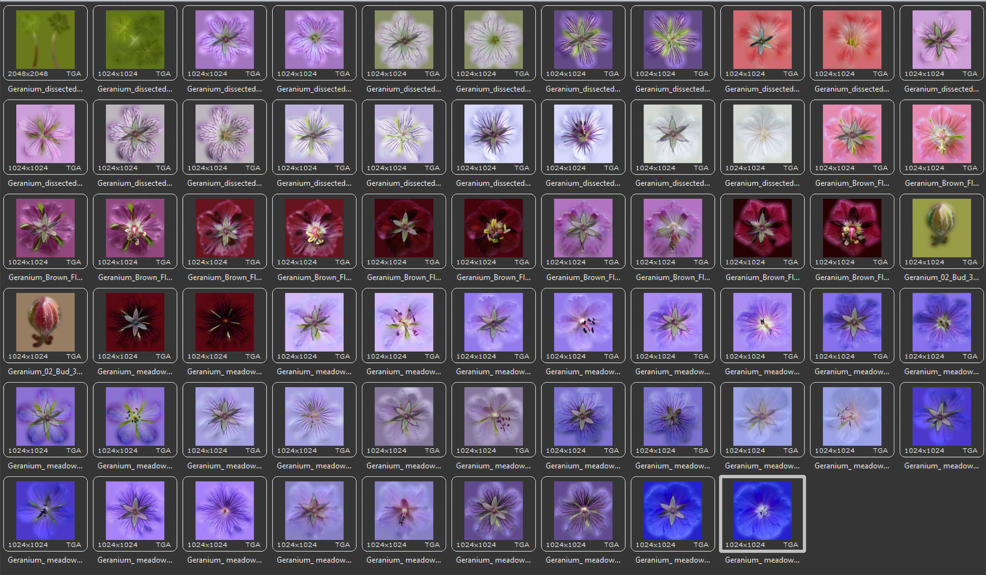 Flower Geranium garden 3D model | CGTrader