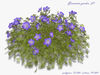 Flower Geranium garden 3D model | CGTrader