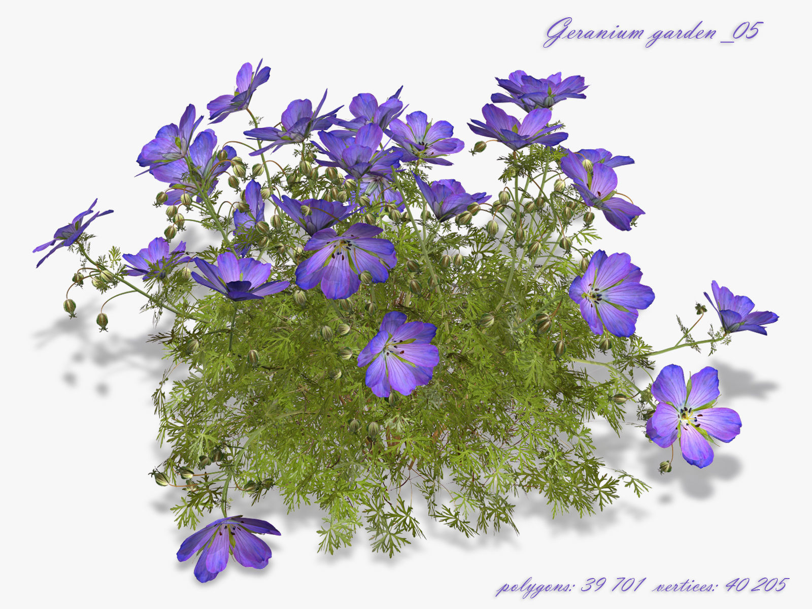 Flower Geranium garden 3D model | CGTrader