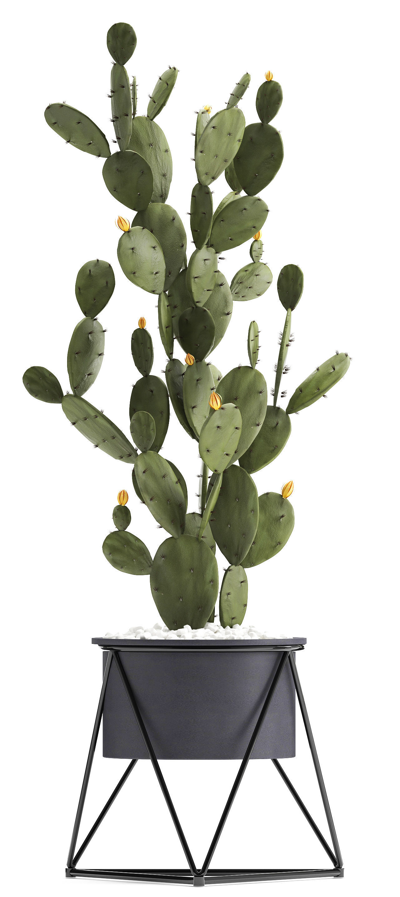 Collection of Exotic Cactus Plants for interior 3D model | CGTrader