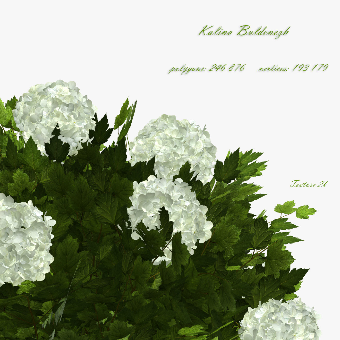 Viburnum Kalina Buldenezh 3D model | CGTrader