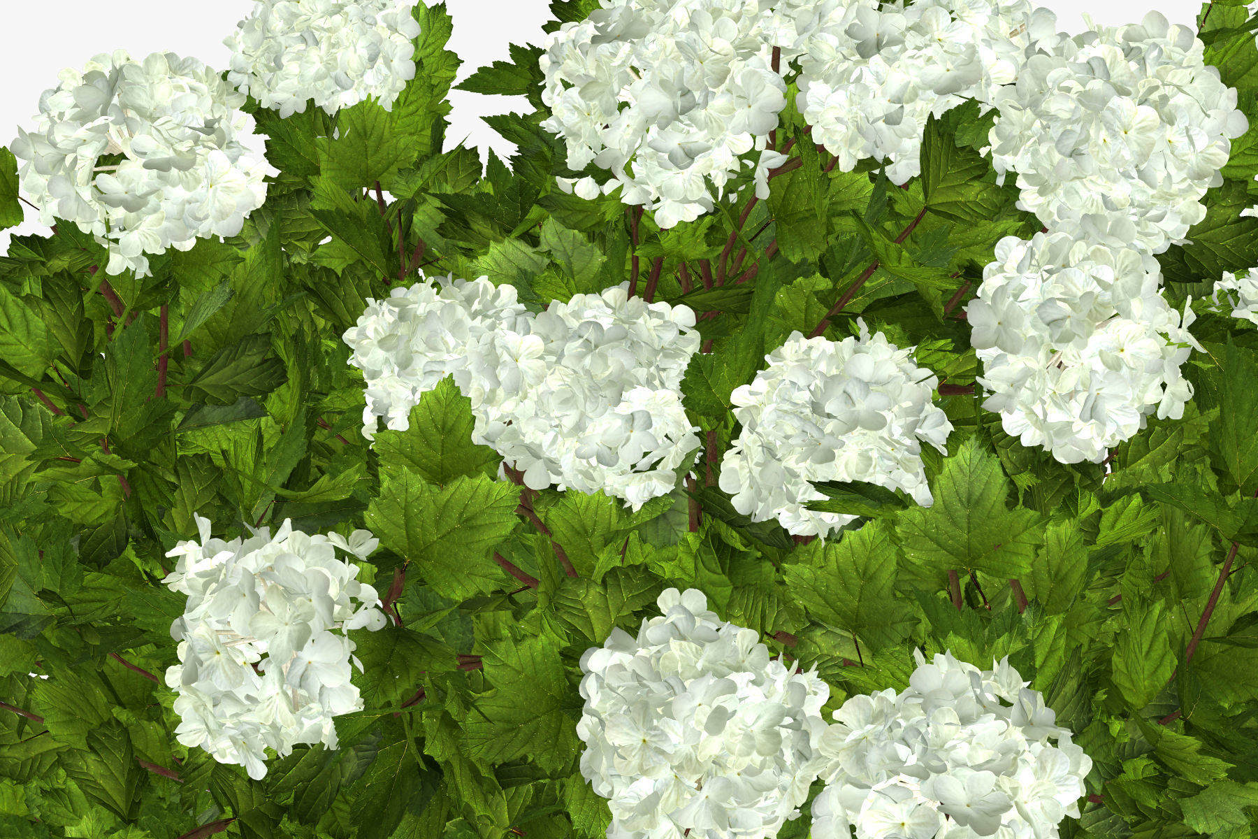 Viburnum Kalina Buldenezh 3D model | CGTrader