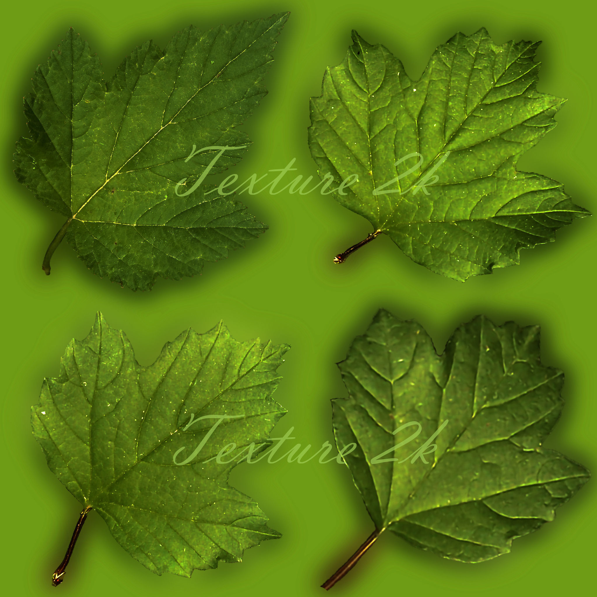 Viburnum Kalina Buldenezh 3D model | CGTrader