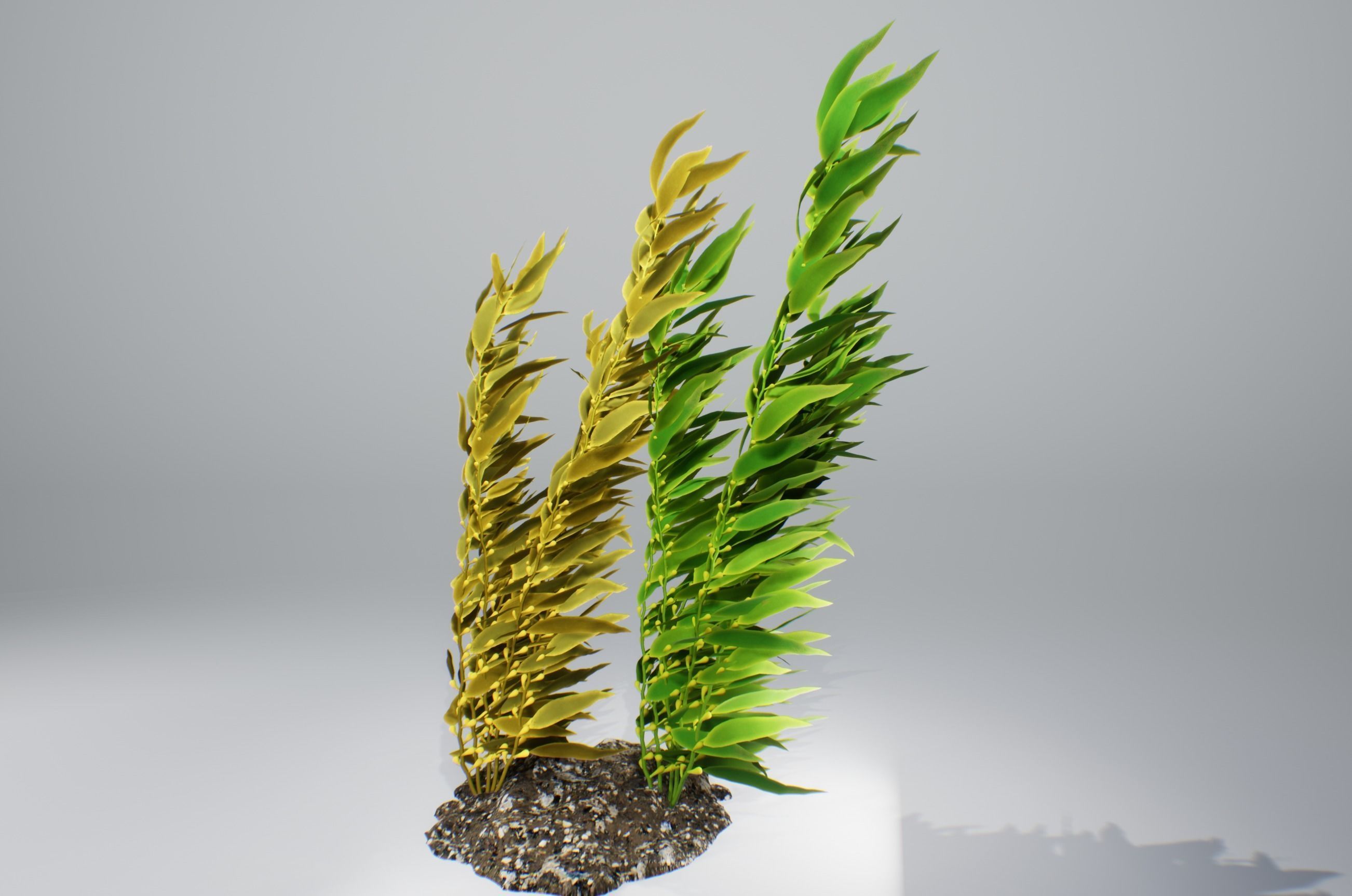 Kelp bush 3D model | CGTrader