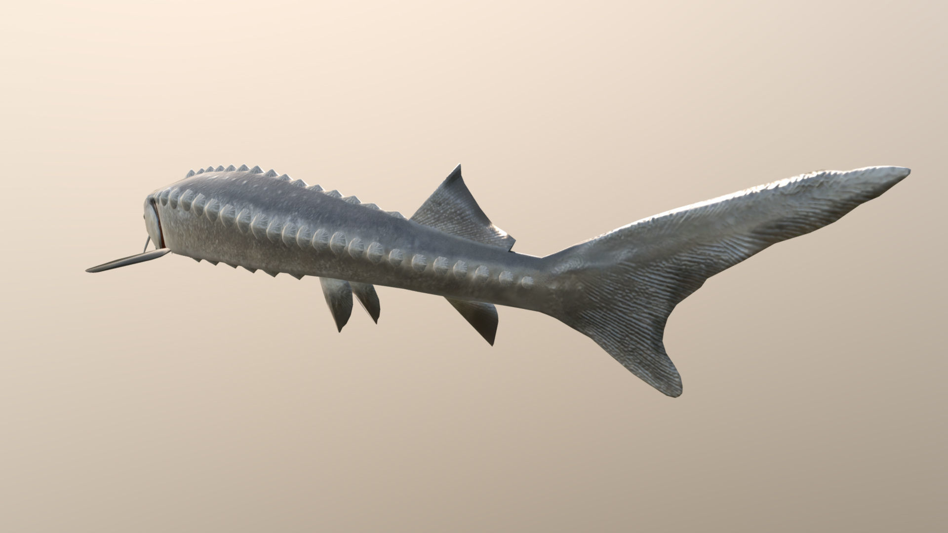 3D model 3d model Russian sturgeon VR / AR / low-poly rigged animated ...