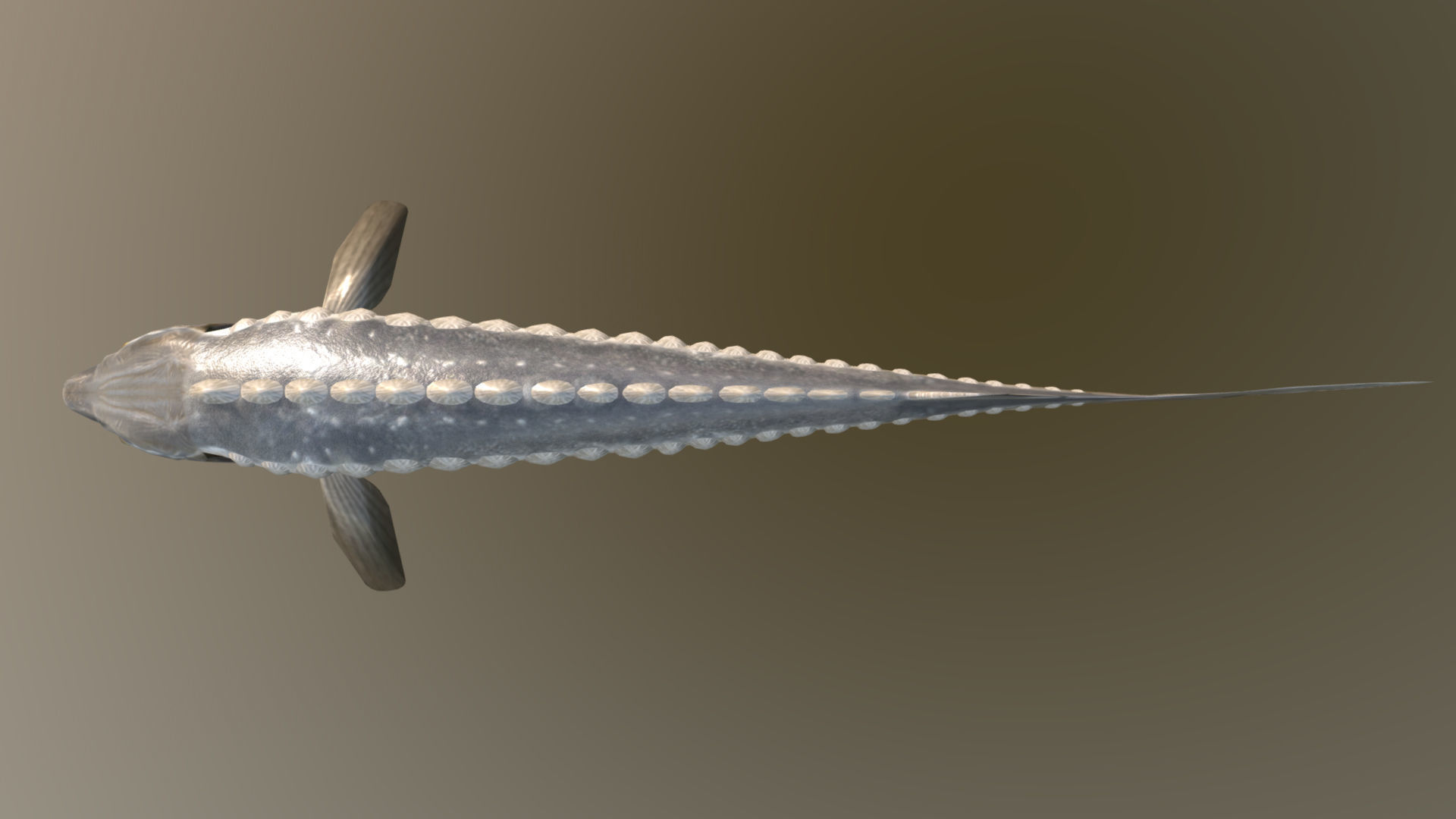 3D model 3d model Russian sturgeon VR / AR / low-poly rigged animated ...
