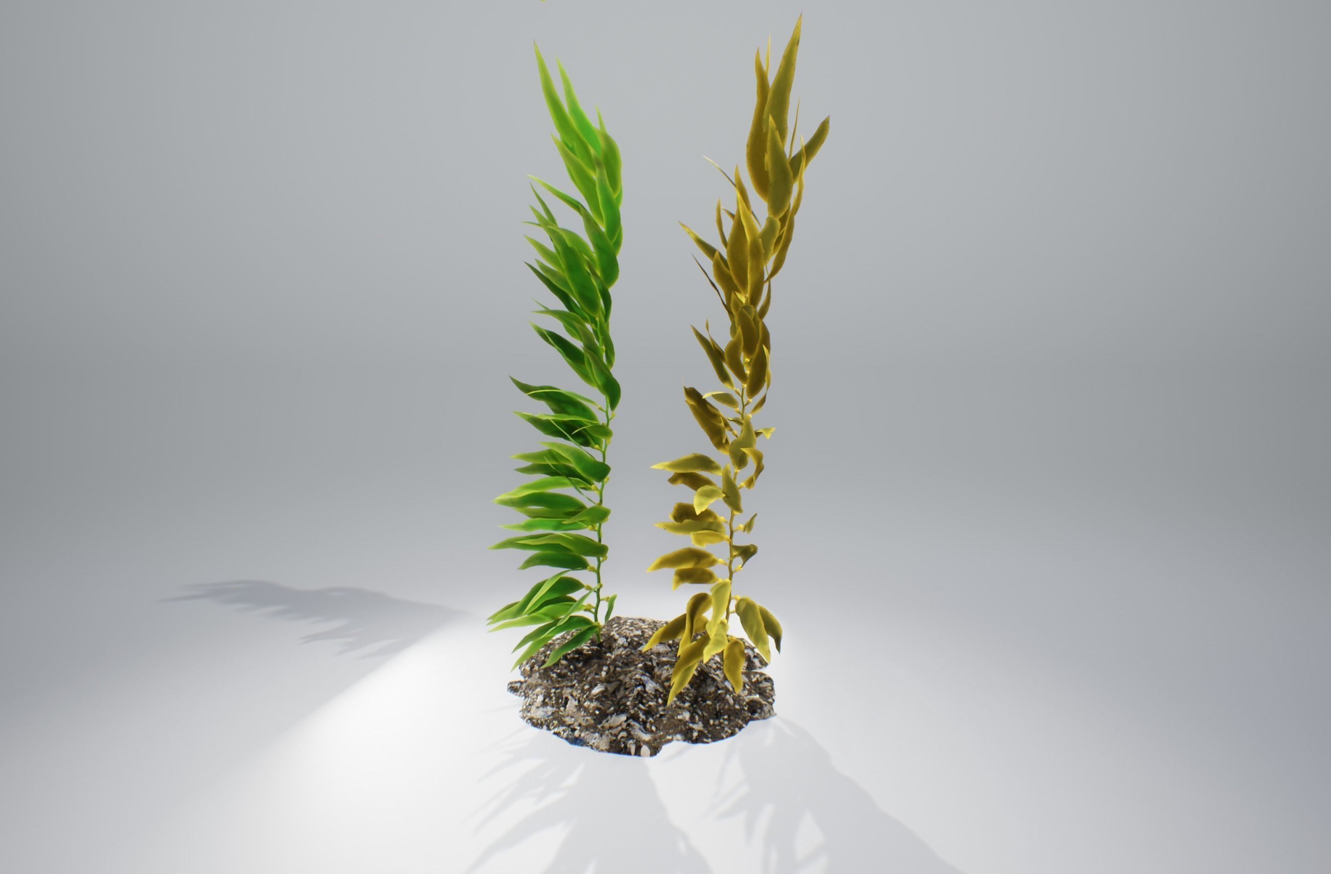 Kelp V1 3D model | CGTrader