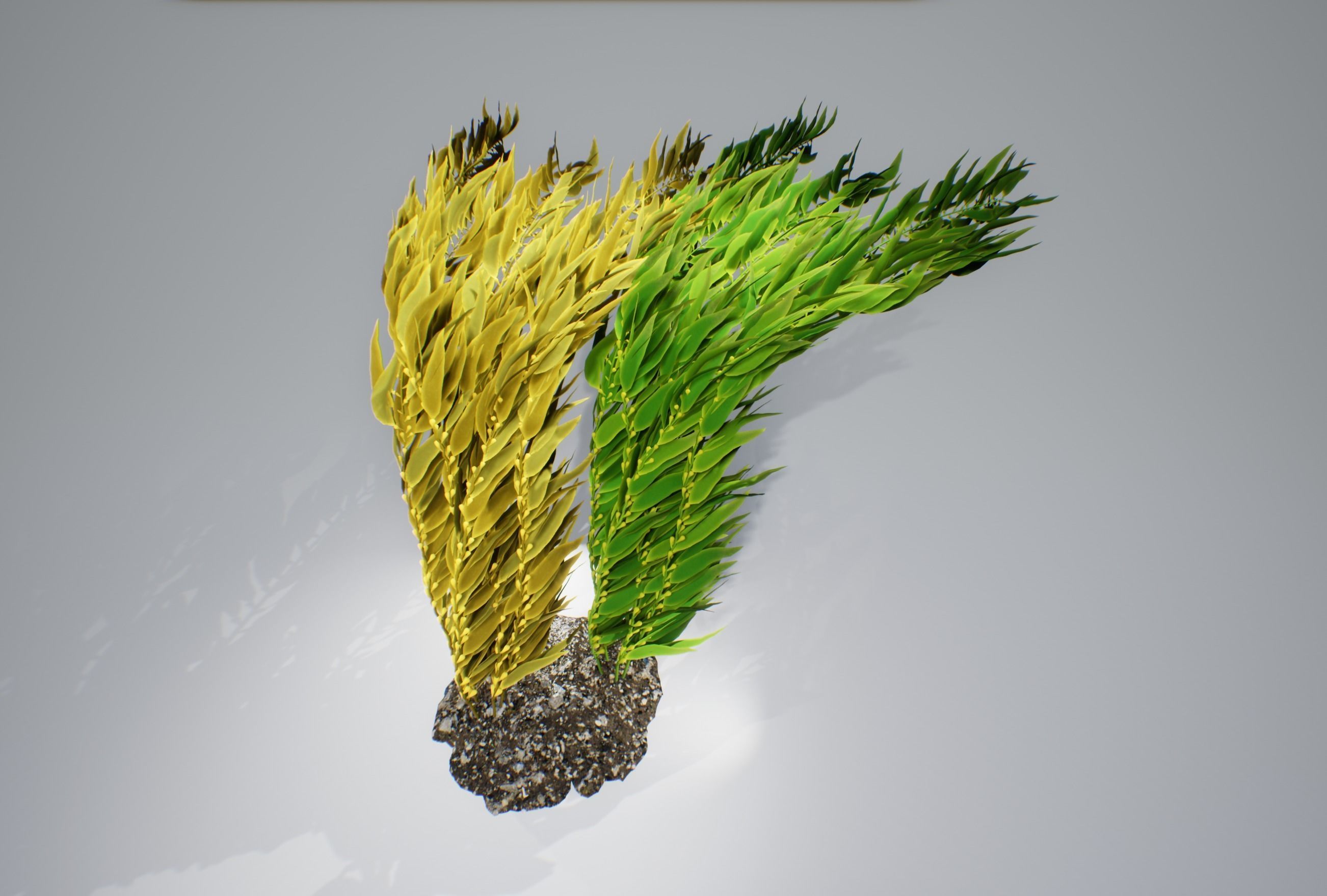 Kelp collection 3D model | CGTrader