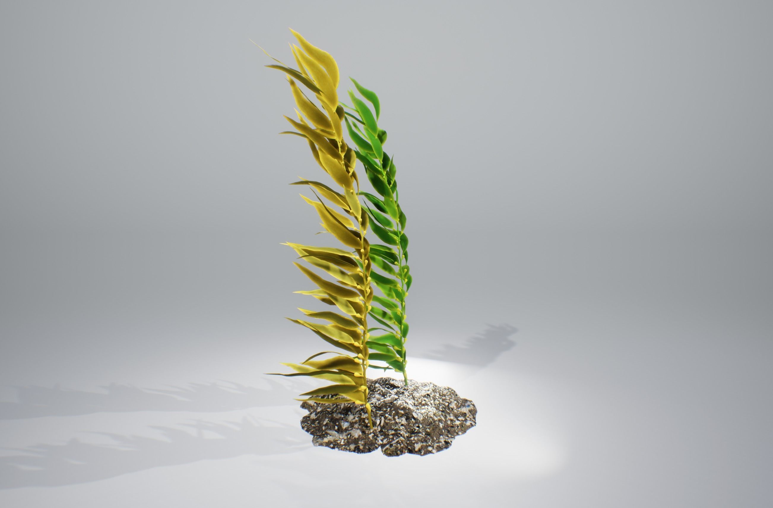 Kelp collection 3D model | CGTrader