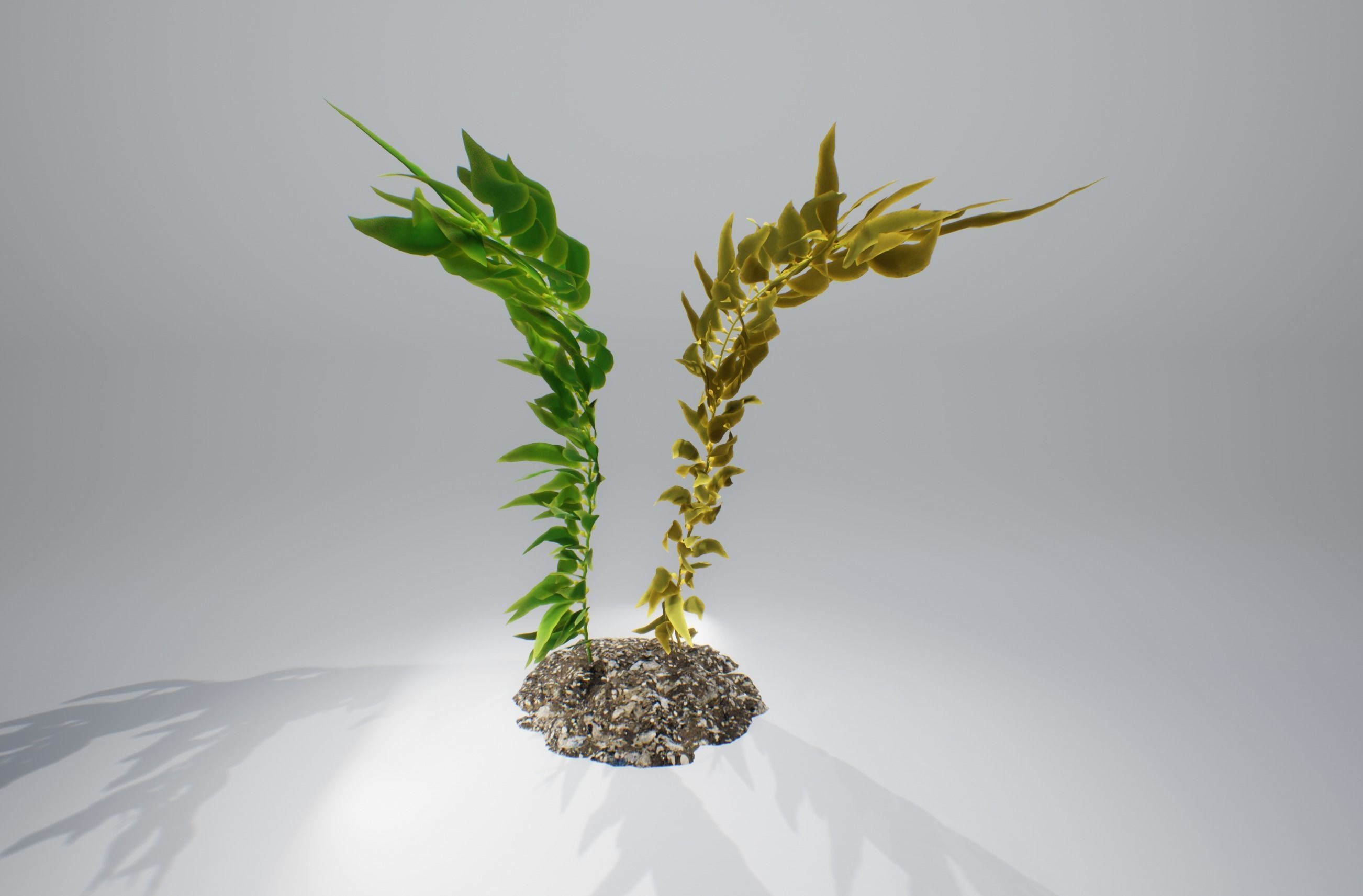 Kelp collection 3D model | CGTrader
