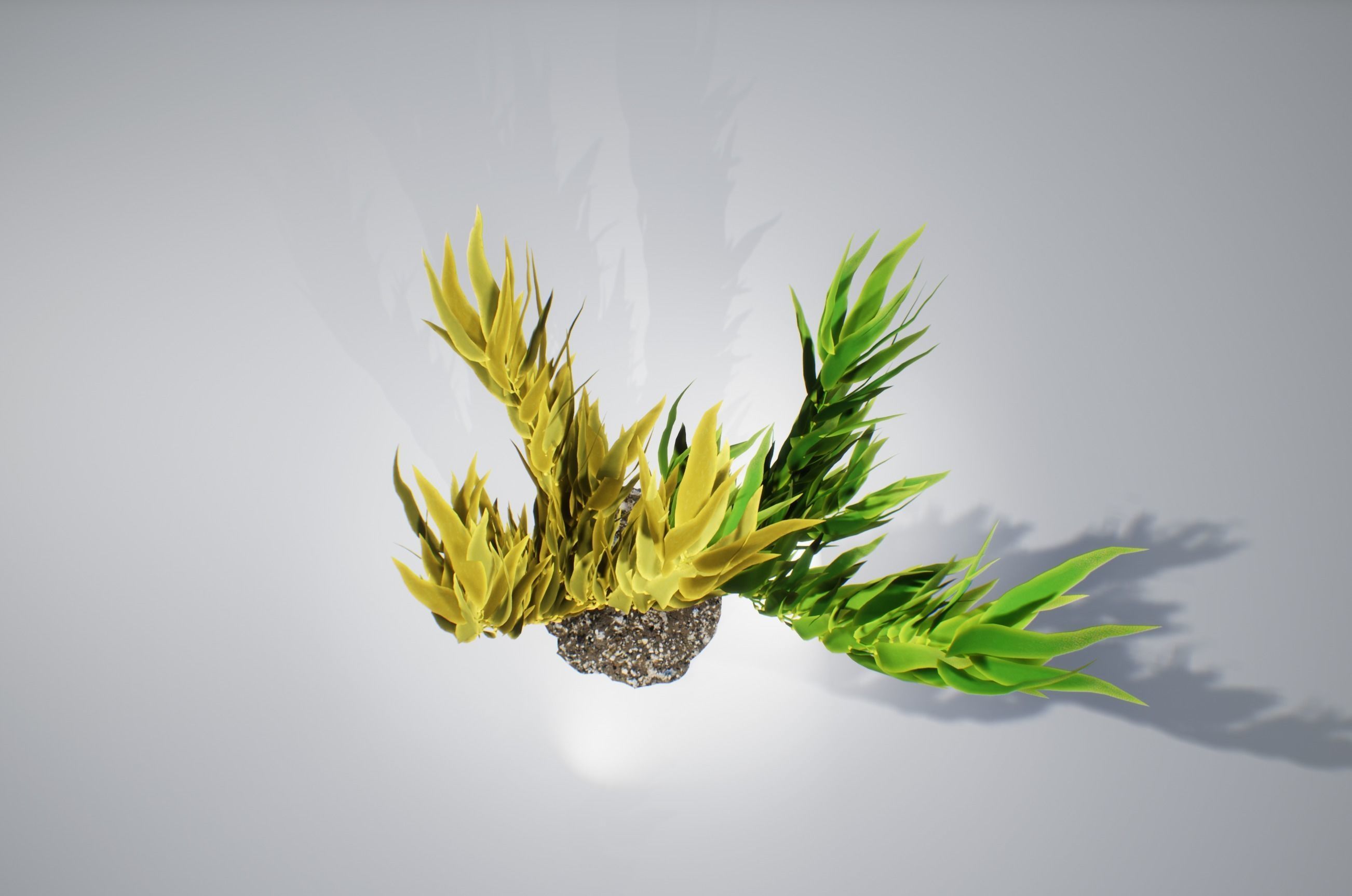 Kelp collection 3D model | CGTrader