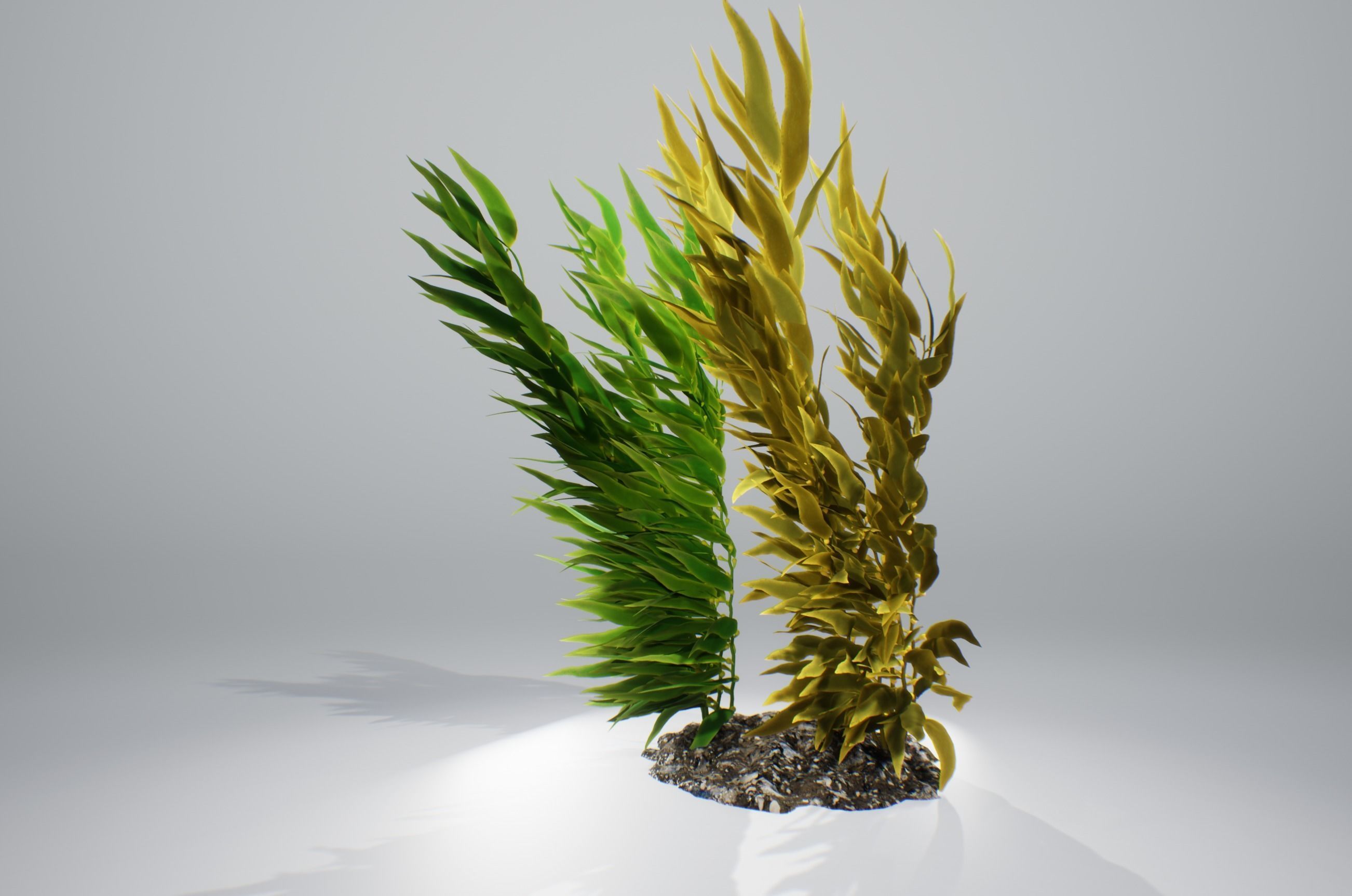 Kelp collection plant 3D model | CGTrader