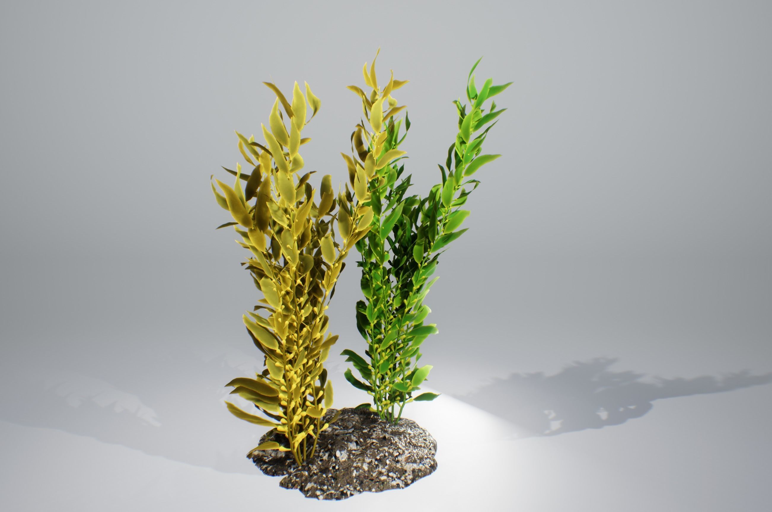 Kelp collection 3D model | CGTrader