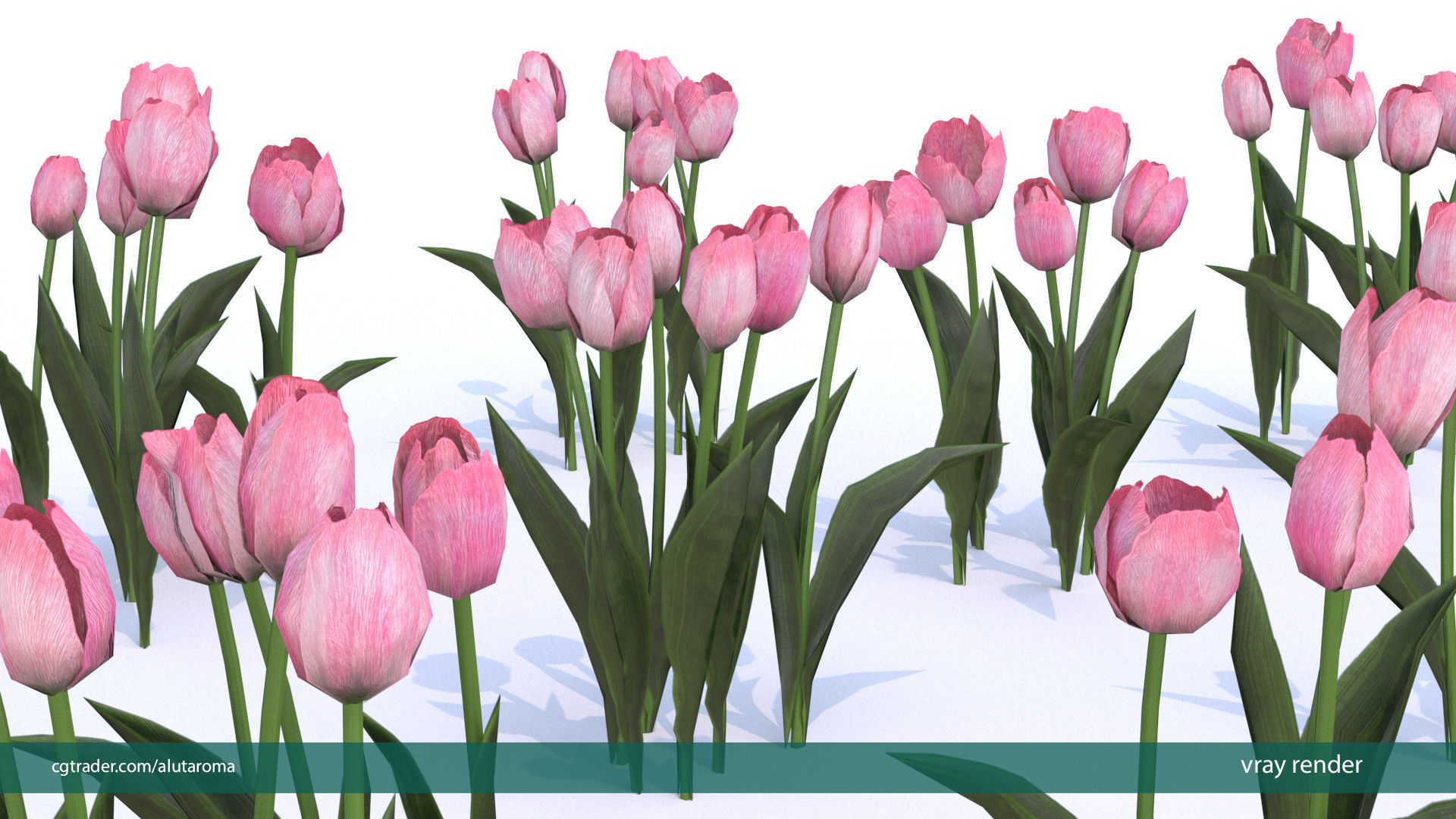 3D model Tulips very LOW POLY detailed textures 63 variations VR / AR ...