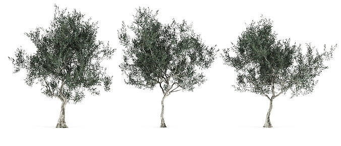 Olive tree 3 var 3D model | CGTrader