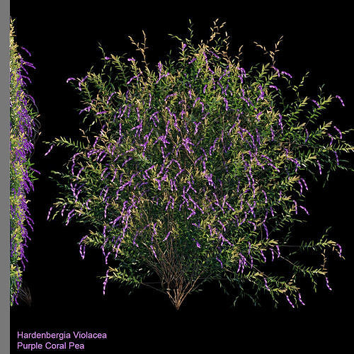 Purple coral pea ivy 3D model | CGTrader