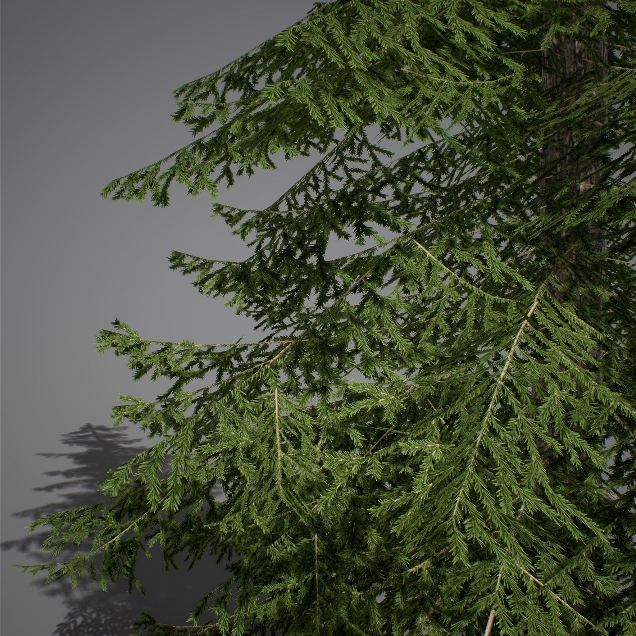 3D model UE4 - Fir Trees VR / AR / low-poly | CGTrader