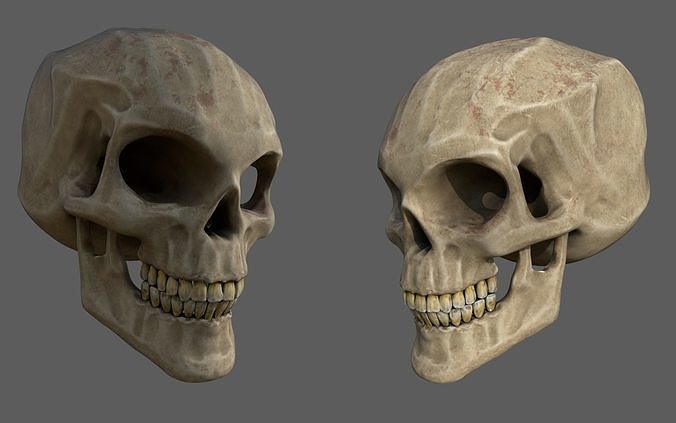 3D model Stylized human skull VR / AR / low-poly | CGTrader