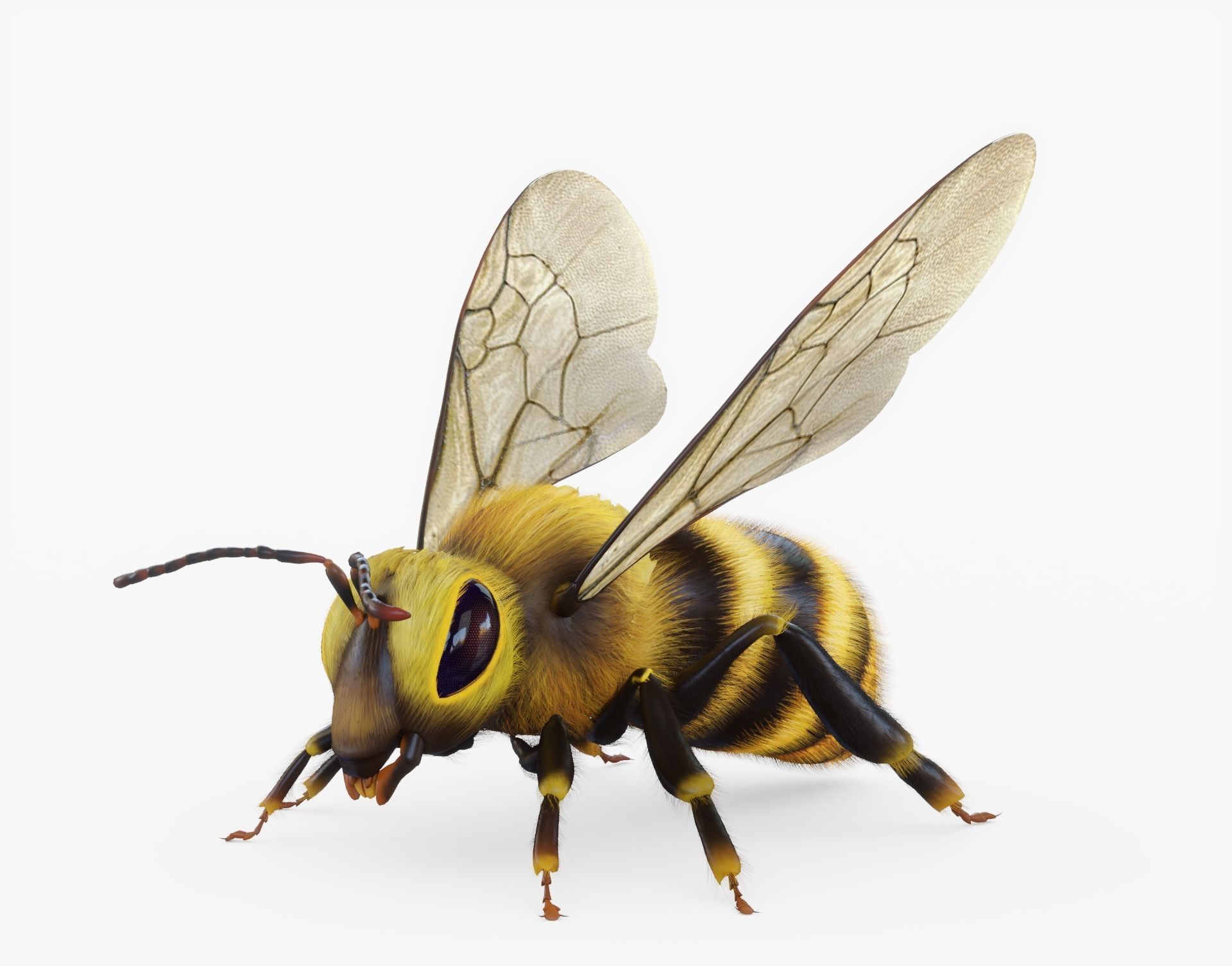 Bee Animated with Fur 3D model animated | CGTrader