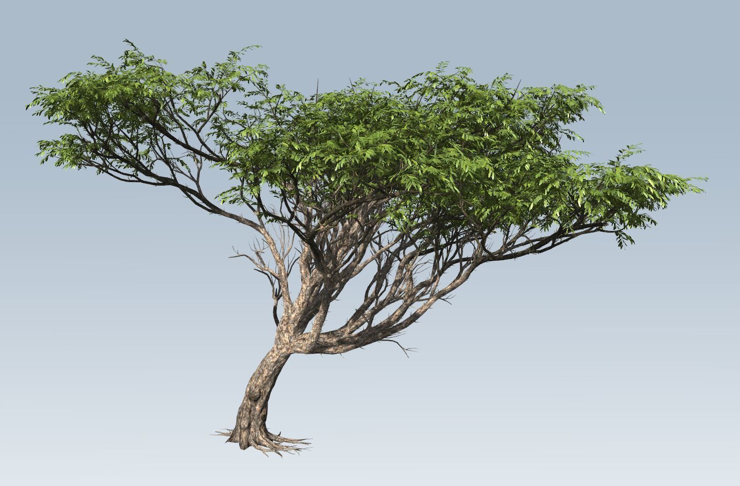 Acacia tree set 3D model | CGTrader