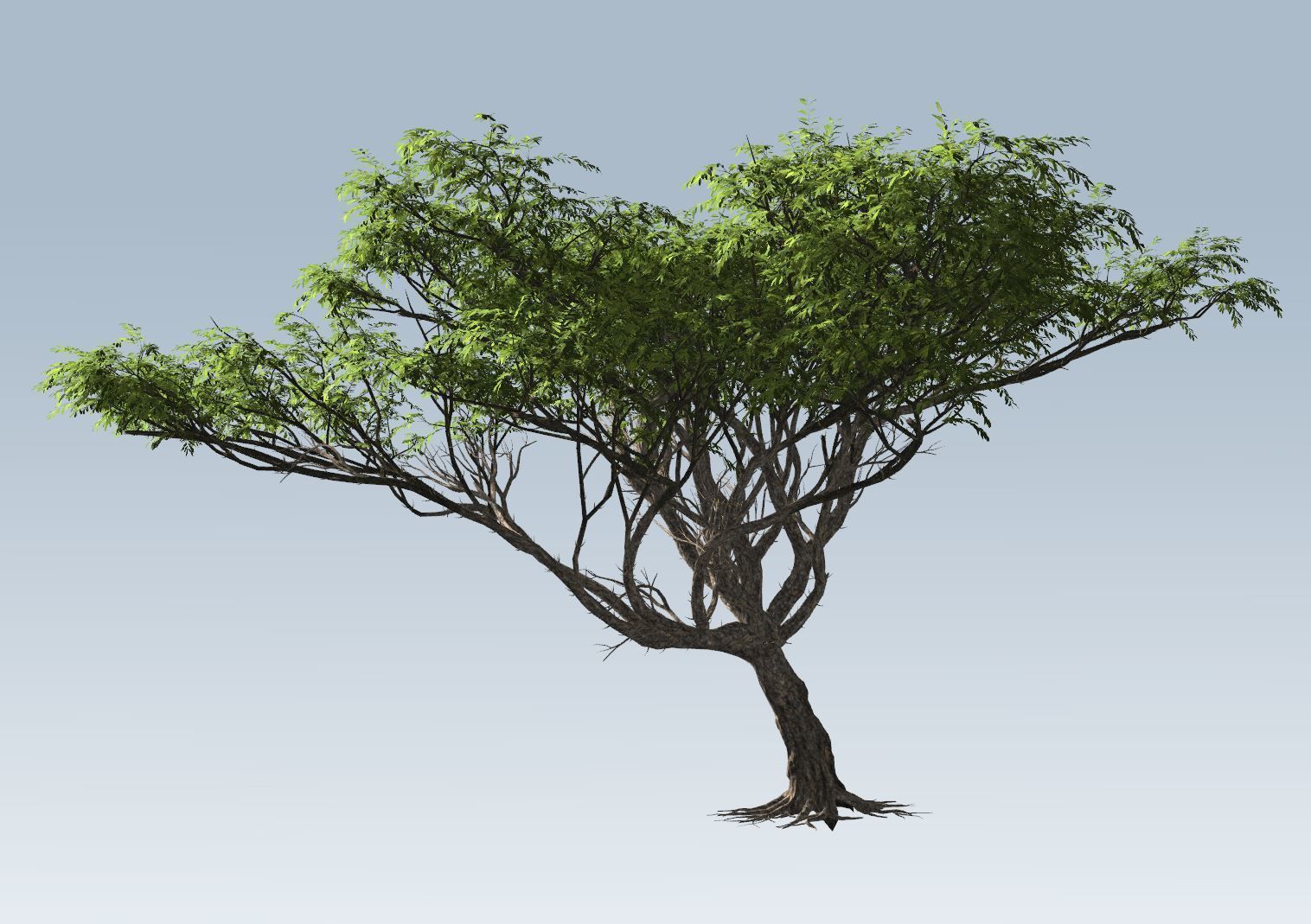 Acacia tree set 3D model | CGTrader