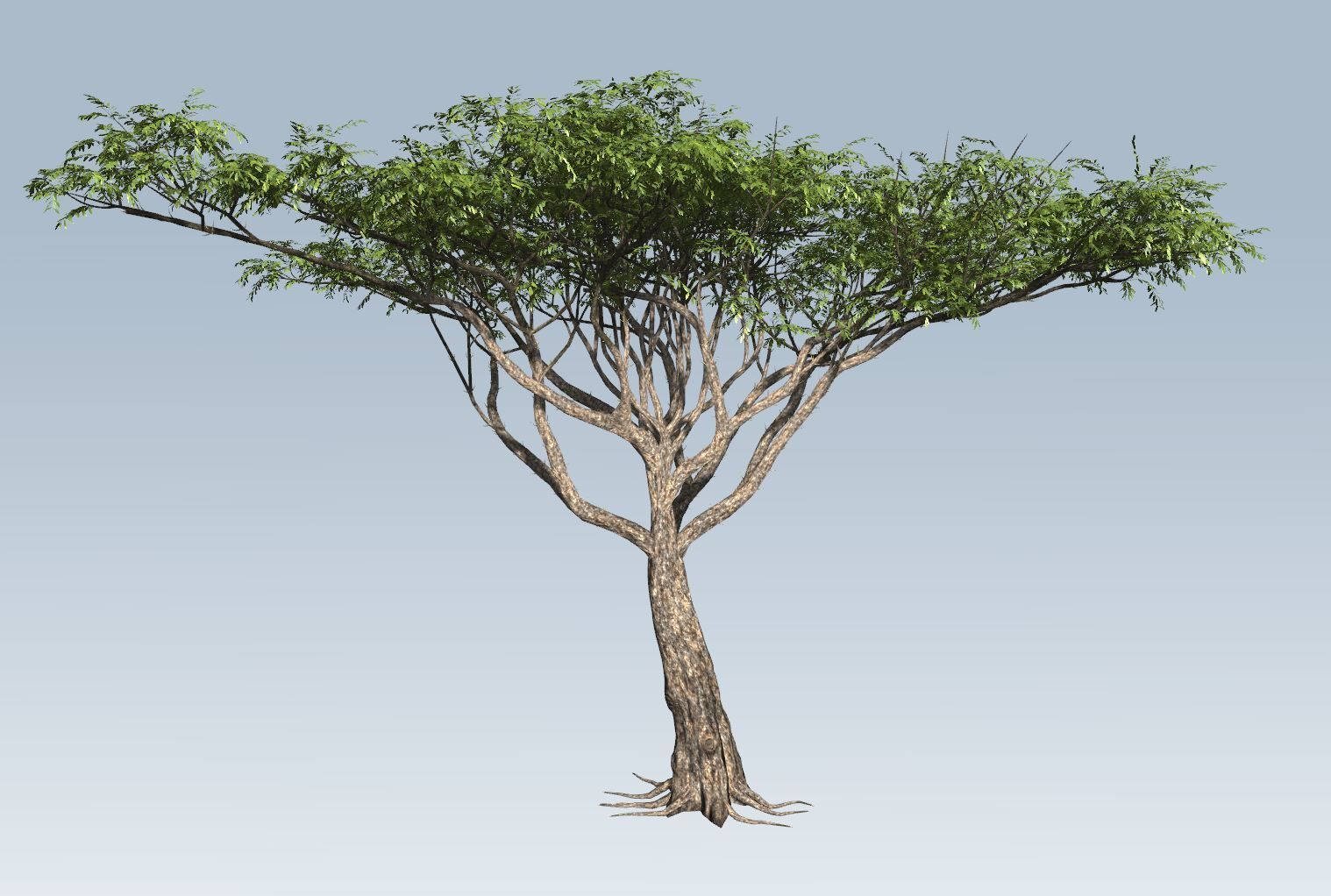Acacia tree set 3D model | CGTrader