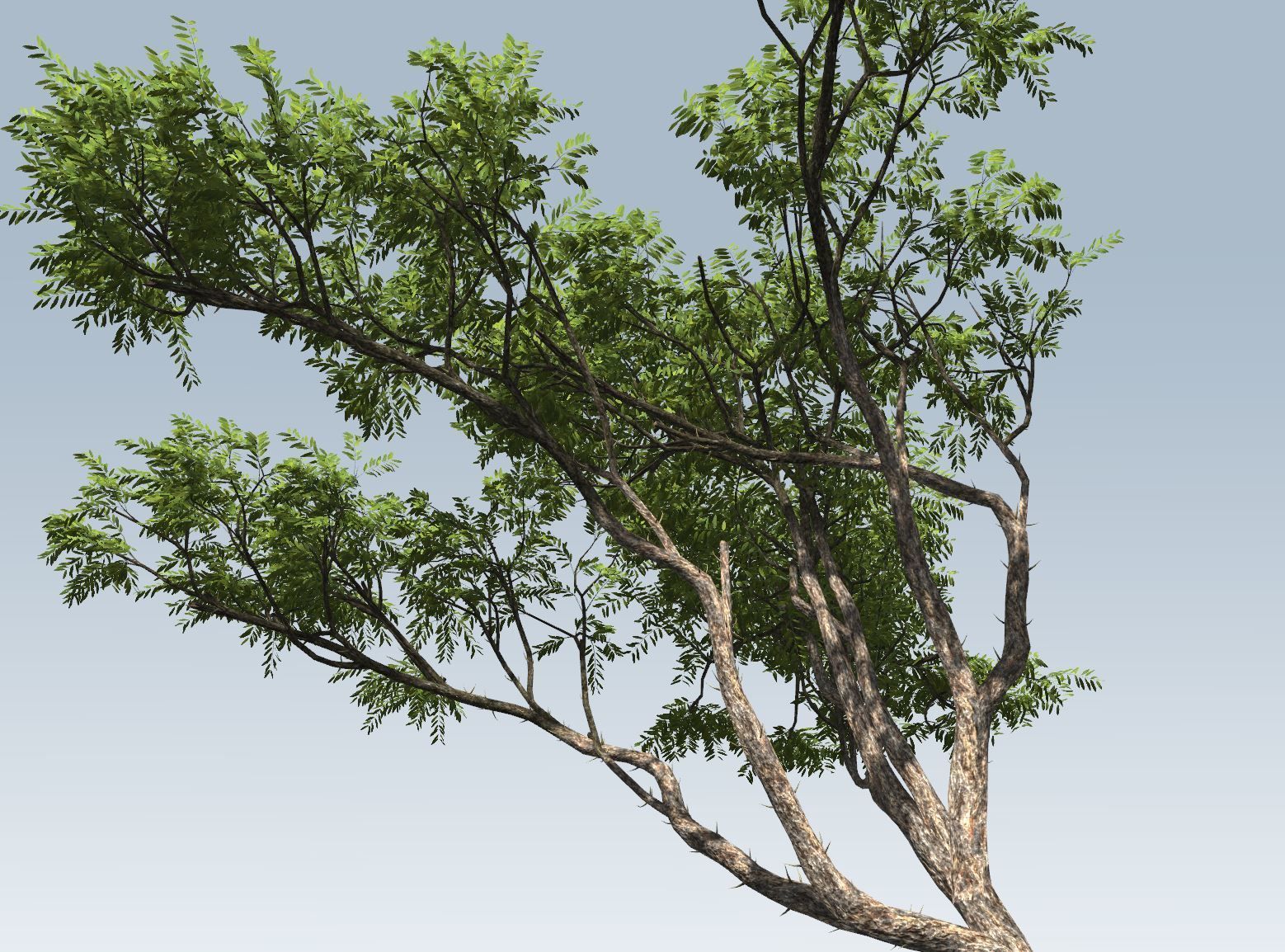 Acacia tree set 3D model | CGTrader